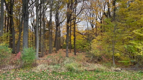 fall colors on trees in the park | Stock Video | Pond5