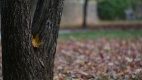 Fall Foliage Fun: Children's Playtime in... | Stock Video | Pond5