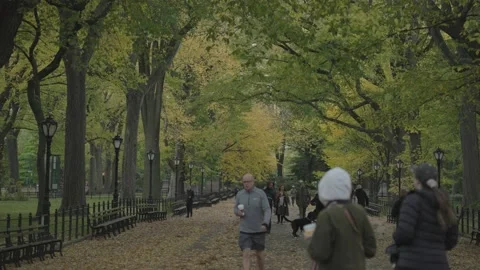 Fall Foliage in Manhattan, NYC - Central... | Stock Video | Pond5