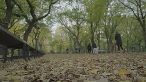 Fall Foliage in Manhattan, NYC - Central... | Stock Video | Pond5