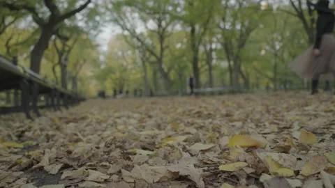 Fall Foliage in Manhattan, NYC - Central... | Stock Video | Pond5