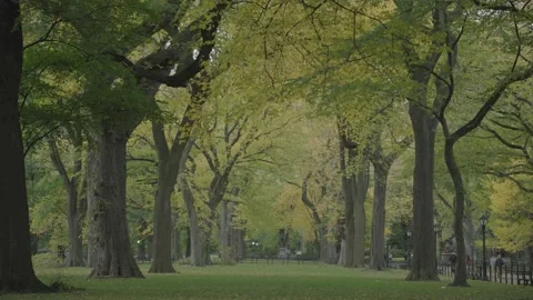 Fall Foliage in Manhattan, NYC - Central... | Stock Video | Pond5