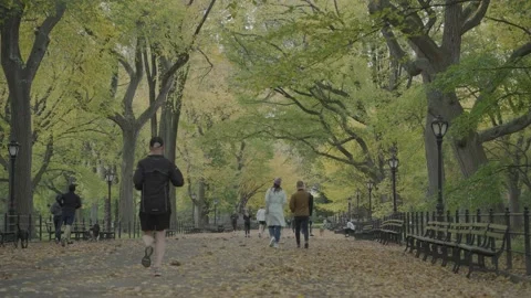 Fall Foliage in Manhattan, NYC - Central... | Stock Video | Pond5