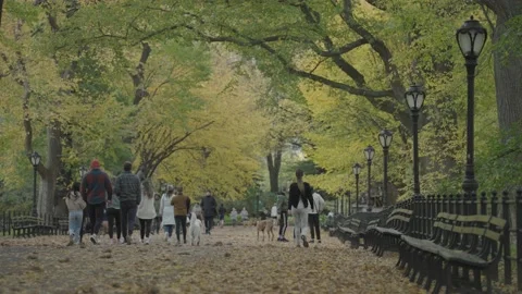 Fall Foliage in Manhattan, NYC - Central... | Stock Video | Pond5