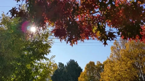 Fall foliage in midday with sun rays shi... | Stock Video | Pond5