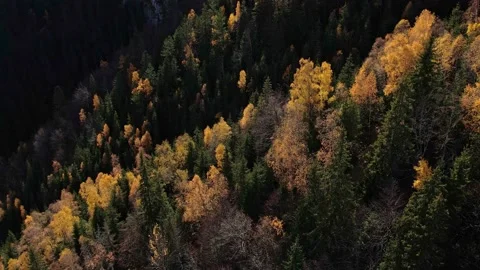 Fall foliage in the mountains | Stock Video | Pond5