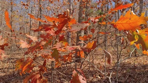 Fall Foliage Peak - Falling Autumn Leave... | Stock Video | Pond5