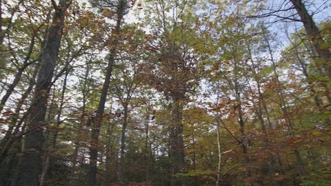 Fall foliage in the woods | Stock Video | Pond5