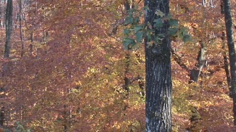 Fall Leaves Autumn | Stock Video | Pond5