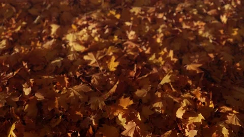 Fall Leaves Background Seamless Loop | Stock Video | Pond5