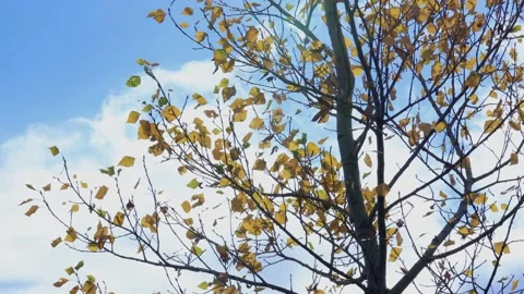 Fall Leaves Blowing in the Wind Canon R6... | Stock Video | Pond5