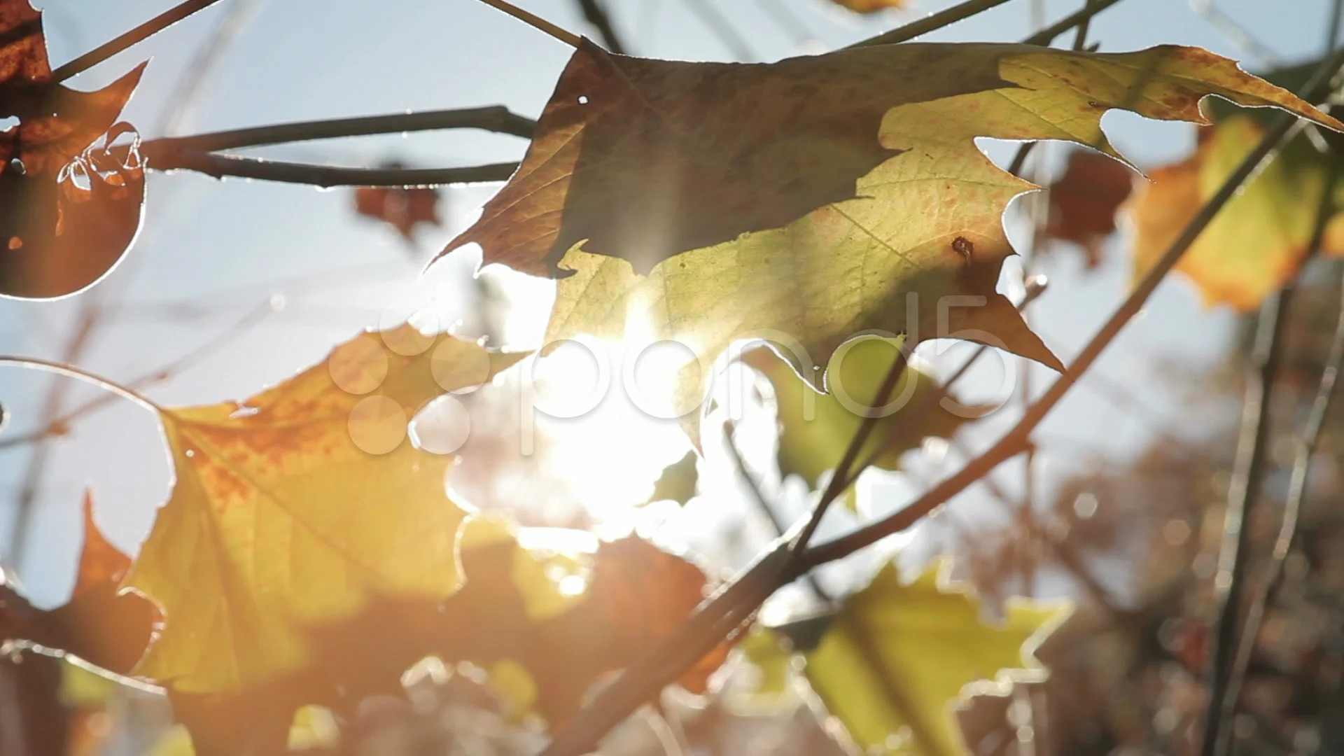 Leaves Blowing In Wind