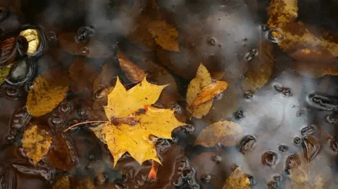 Fall leaves falling into the pond. | Stock Video | Pond5