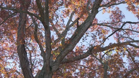 fall leaves tree sunset slow motion tilt... | Stock Video | Pond5