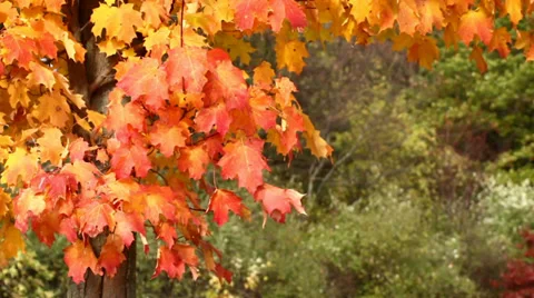 Fall Maple Leaf Blowing Wind Stock Video Footage | Royalty Free Fall ...
