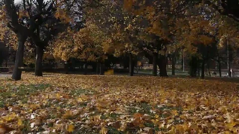 Fall park scenery with strong wind blowi... | Stock Video | Pond5