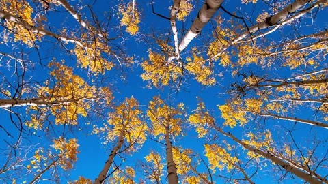 Fall Scenery In Flagstaff Arizona With A... | Stock Video | Pond5