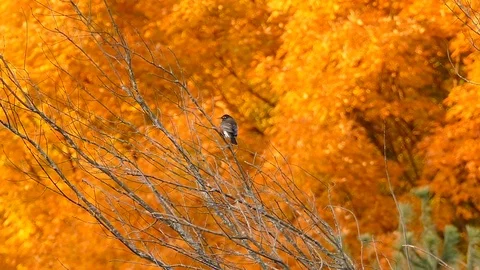 Bird Scenery Stock Videos – Royalty-Free HD & 4K Videos | Page 3