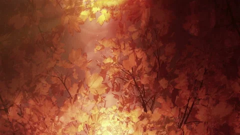 Fall Season Background Loop | Stock Video | Pond5