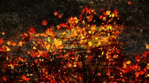 Fall Season Background Loop | Stock Video | Pond5