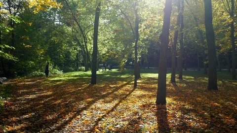 Fall Season in Montreal Showing Autumn L... | Stock Video | Pond5