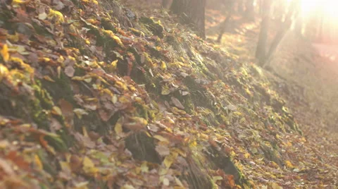 A fall season scene with people walking ... | Stock Video | Pond5