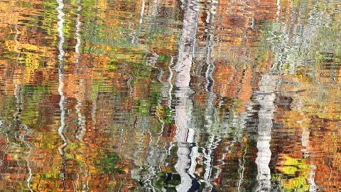 Splendor Pond Stock Videos – Royalty-Free HD & 4K Videos | Pond5