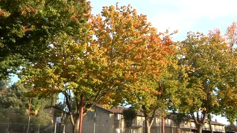 Fall Tree Line Pan to Suburban Street Au... | Stock Video | Pond5