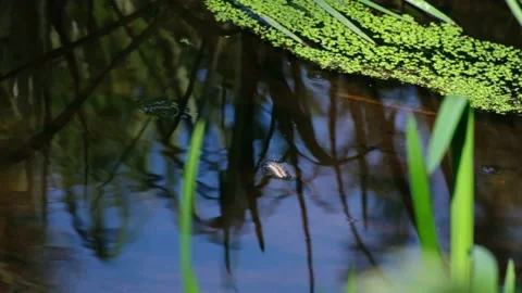 Fall webworm moth caterpillar swimming o... | Stock Video | Pond5