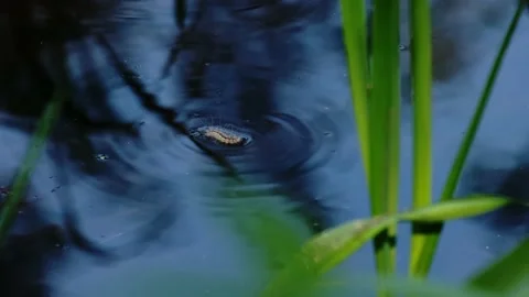 Fall webworm moth caterpillar swimming o... | Stock Video | Pond5