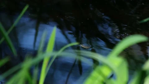 Fall webworm moth caterpillar swimming o... | Stock Video | Pond5