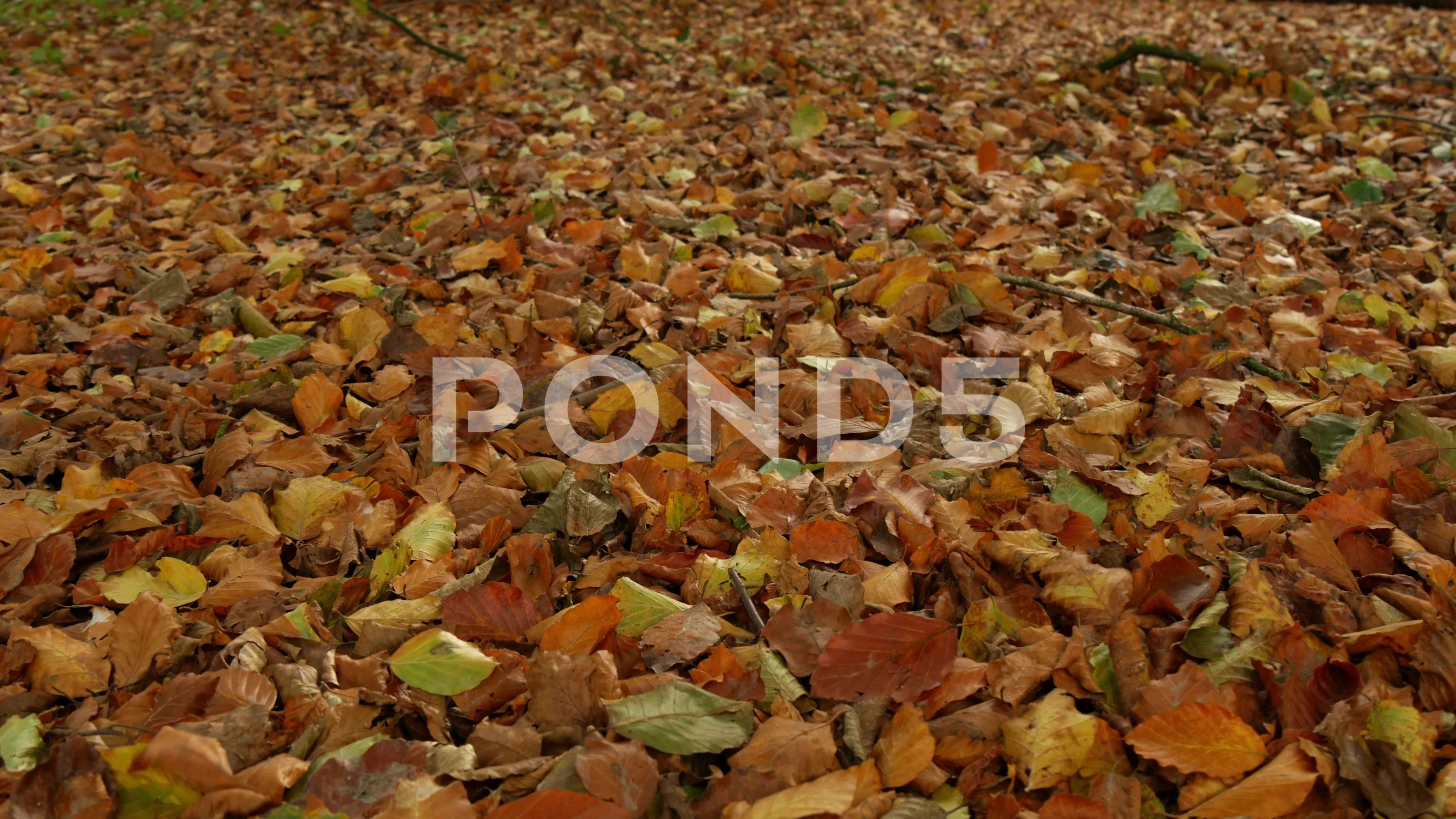Leaves Blowing In Wind