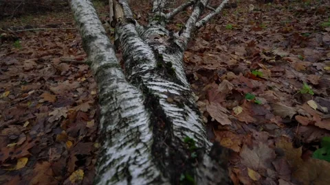 Fallen birch tree lying on forest ground... | Stock Video | Pond5