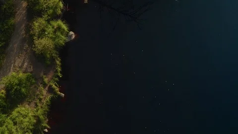 Fallen dry tree at the river edge of the... | Stock Video | Pond5