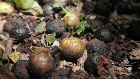Fallen Fig Fruit on the Forest Floor | Stock Video | Pond5