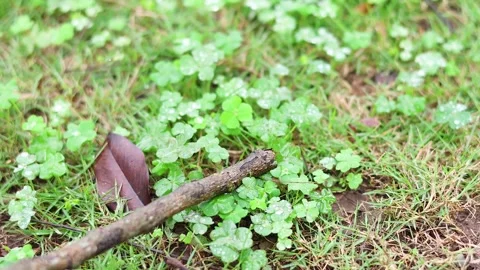 Stick It Moving Stock Videos – Royalty-Free HD & 4K Videos