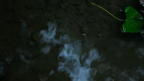 Fallen leaf floating in a stream getting... | Stock Video | Pond5