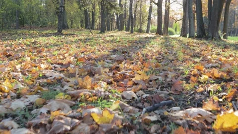 Fallen leaves in autumn tree shade park ... | Stock Video | Pond5