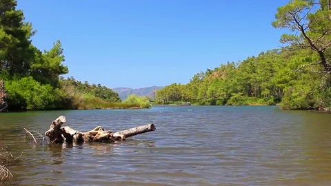 Fallen log floating on calm water, with ... | Stock Video | Pond5