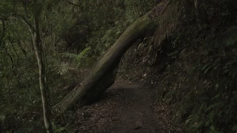 Tree Blocks Stock Videos – Royalty-Free HD & 4K Videos | Pond5