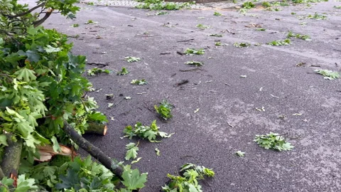 Tree Blocks Stock Videos – Royalty-Free HD & 4K Videos | Pond5