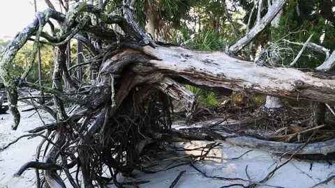 Fallen tree with exposed roots on beach | Stock Video | Pond5