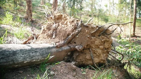 Fallen Tree In The Woods With Roots Ripp... | Stock Video | Pond5