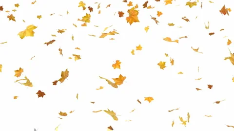 Falling Leaves Alpha Stock Video Footage | Royalty Free Falling Leaves ...