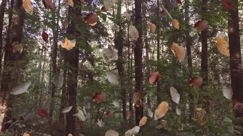 Falling autumn leaves in the forest, rea... | Stock Video | Pond5