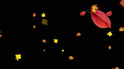 Falling autumn leaves. Isolated fall fol... | Stock Video | Pond5