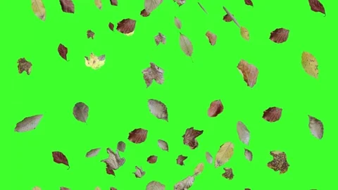 Falling autumn leaves, realistic animati... | Stock Video | Pond5