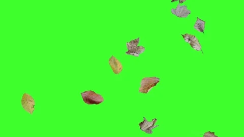 Falling Leaves Animation Green Screen Stock Footage ~ Royalty Free ...