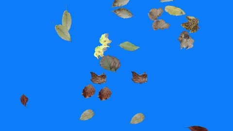Falling Leaves Animation Stock Footage ~ Royalty Free Stock Videos | Pond5
