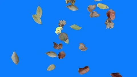 Falling autumn leaves, realistic animati... | Stock Video | Pond5